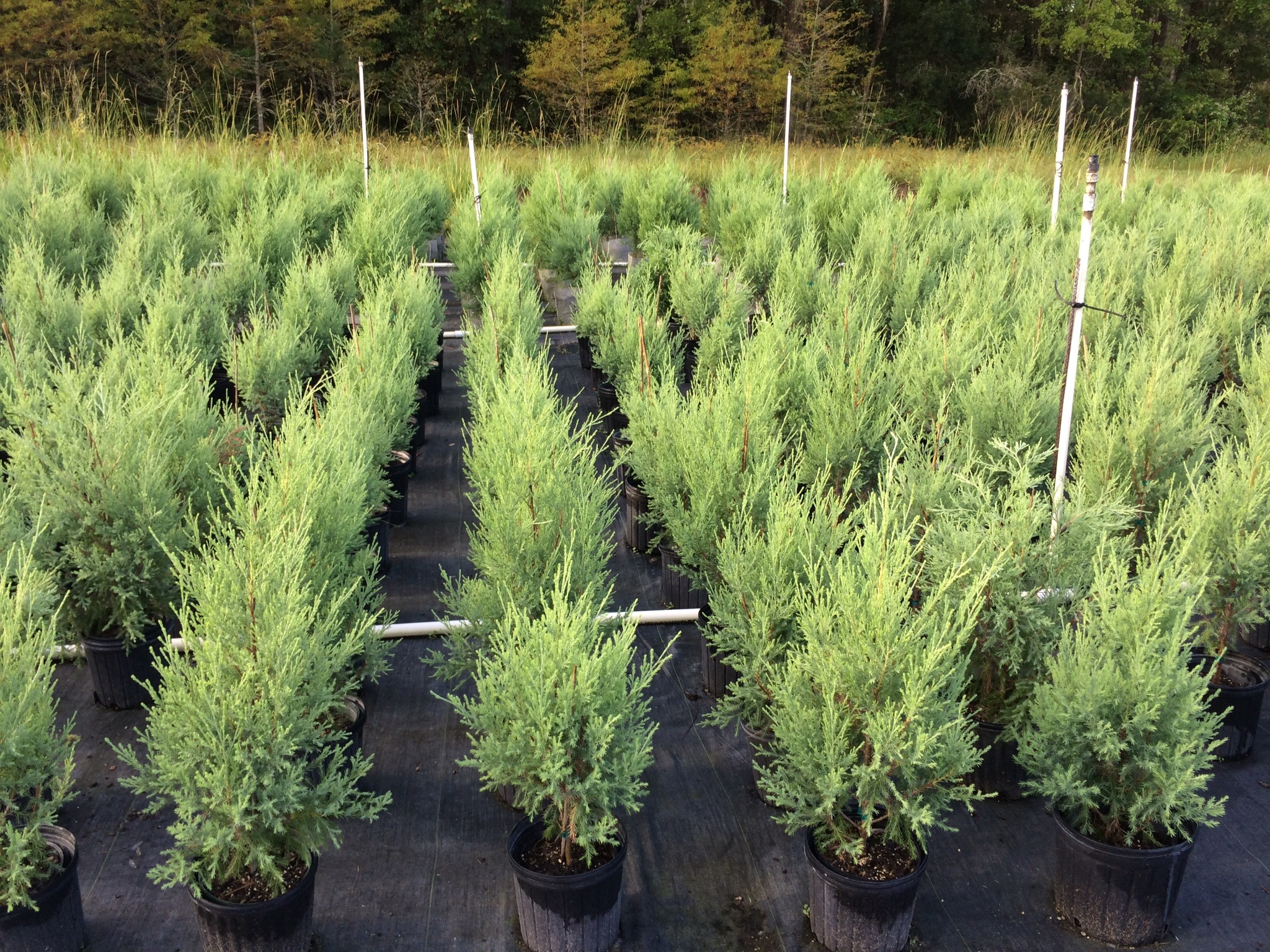 BK Cedars | Products