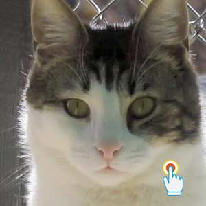 Cats for adoption | Adopt a rescue cat | Ingrid's Haven, Victoria