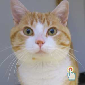 Cats for adoption | Adopt a rescue cat | Ingrid's Haven, Victoria