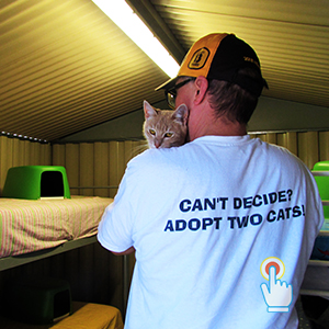 Cats for adoption | Adopt a rescue cat | Ingrid's Haven, Victoria