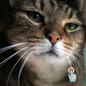 Cats for adoption | Adopt a rescue cat | Ingrid's Haven, Victoria