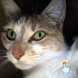 Cats for adoption | Adopt a rescue cat | Ingrid's Haven, Victoria