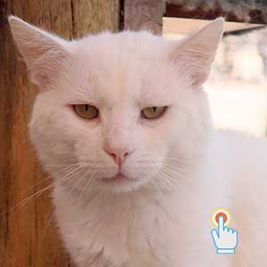 Cats for adoption | Adopt a rescue cat | Ingrid's Haven, Victoria