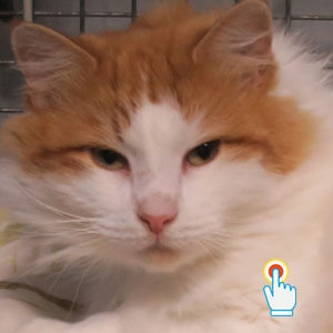 Cats for adoption | Adopt a rescue cat | Ingrid's Haven, Victoria