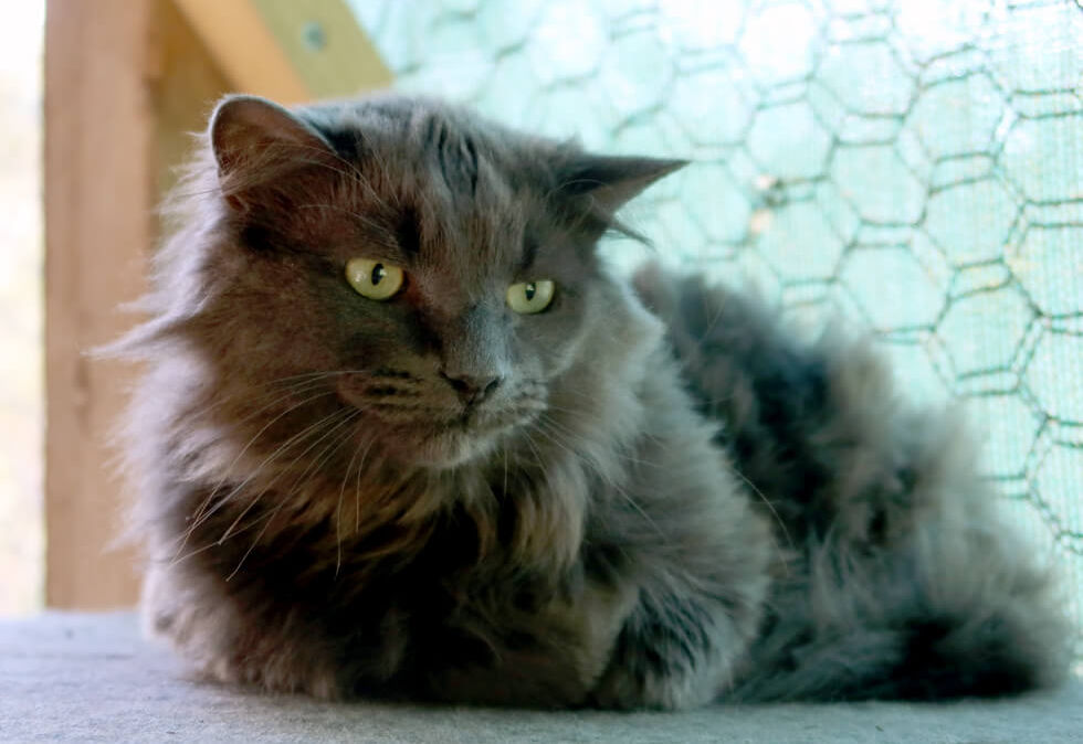 Rowan | Adopt a rescue cat | Ingrid's Haven, Victoria