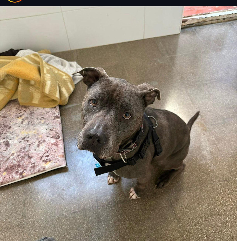 El caso de Nelo nos rompe el corazón