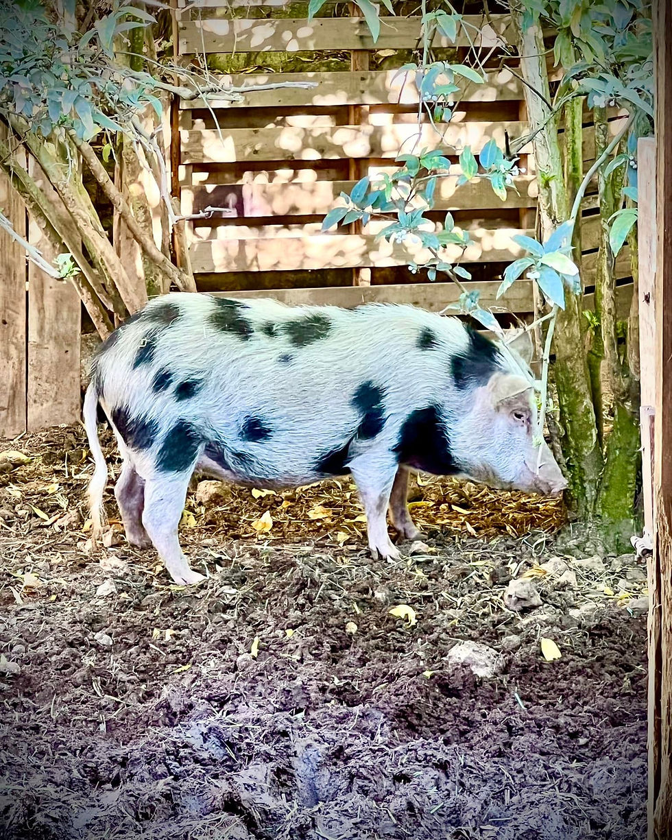 Maui Pig Sanctuary | rescue | Makawao, HI, USA