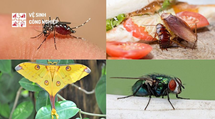 Những loại côn trùng thường gặp trong nhà? Cách đuổi côn trùng gây hại ...