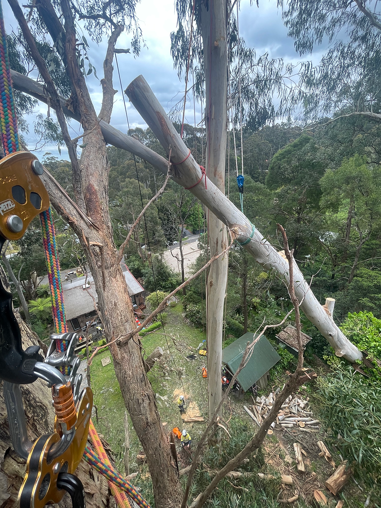 What Actually Makes a Tree Dangerous? | Vantage Trees Hub