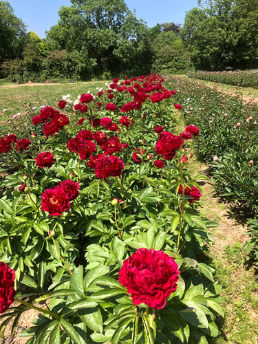 Paeonia 'Old Faithful' Roots | Erpingham Farm