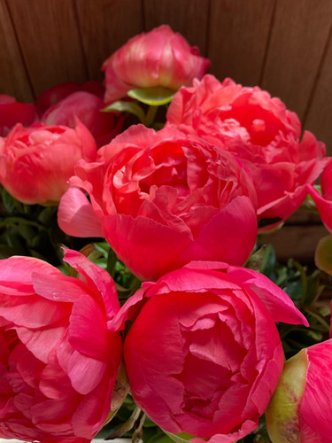 Paeonia 'Coral Sunset' Roots | Erpingham Farm