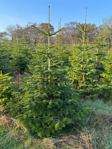 Christmas Trees | Erpingham Farm