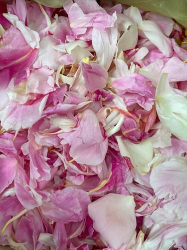 Fresh Peony Confetti | Erpingham Farm