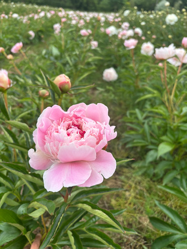 Paeonia ‘Alertie’ Roots | Erpingham Farm