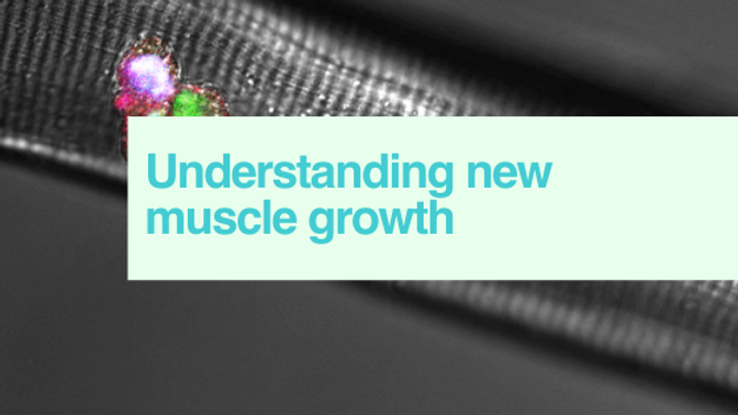 Understanding new muscle growth