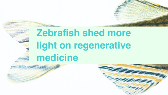 Zebrafish & regenerative medicine