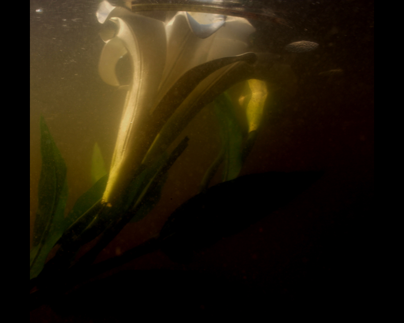 Alana Hampton Photography and Video Art