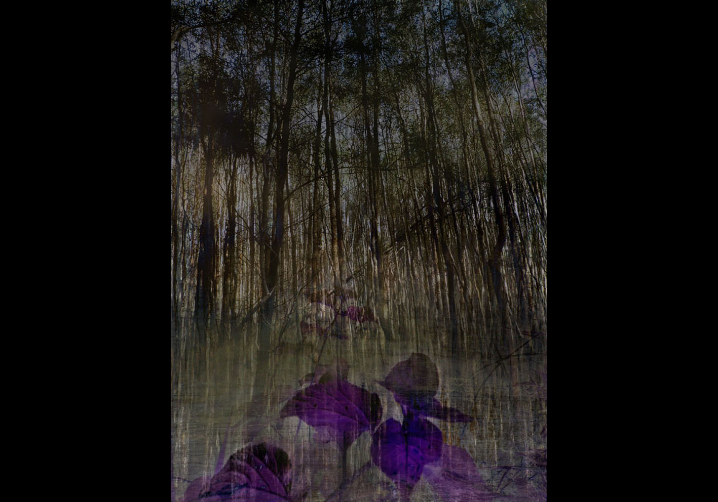 Alana Hampton Photography and Video Art