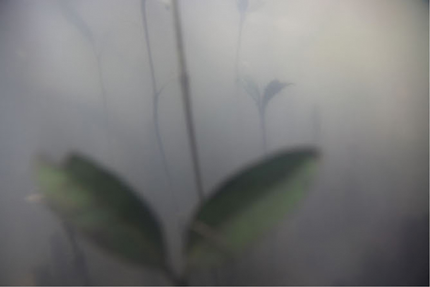 Alana Hampton Photography and Video Art