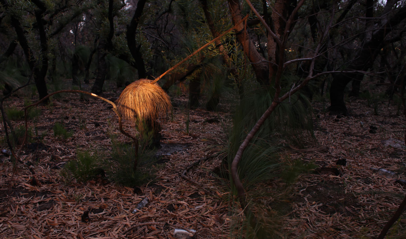 Alana Hampton Photography and Video Art