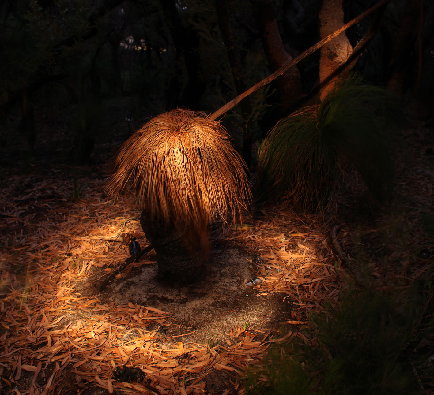 Alana Hampton Photography and Video Art