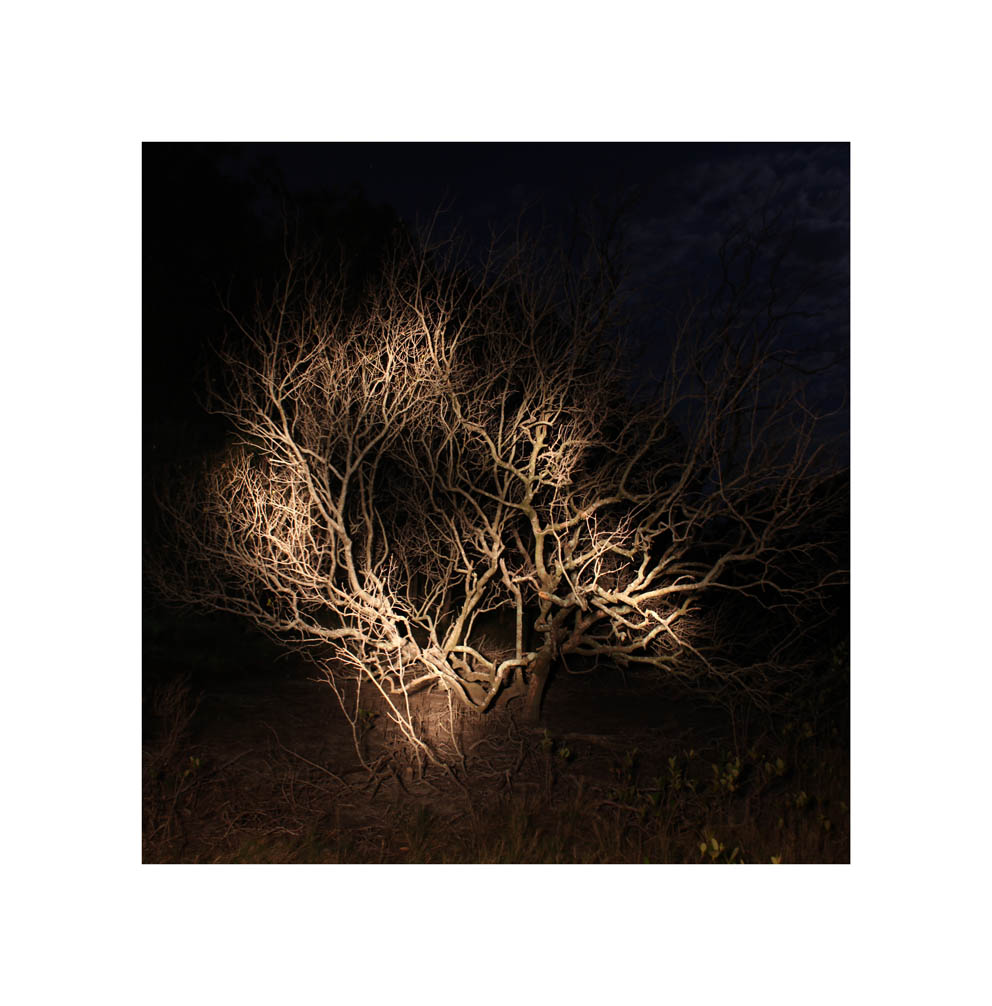 Alana Hampton Photography and Video Art