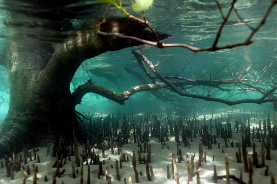 Alana Hampton Photography and Video Art