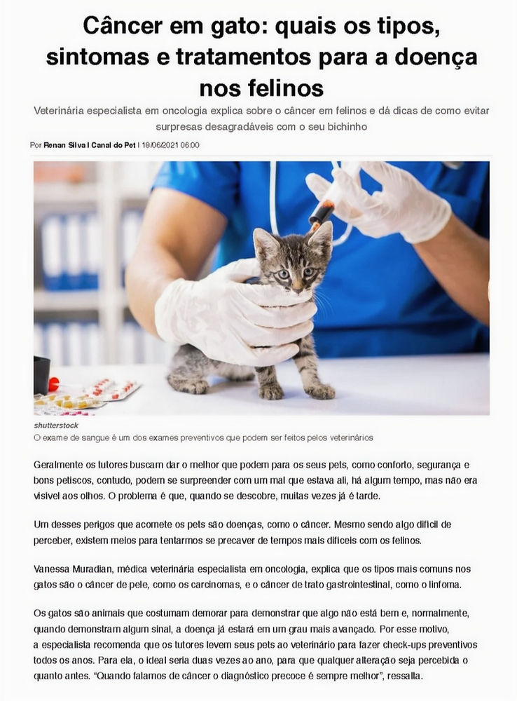 Câncer em gatos: tipos, sintomas e tratamentos