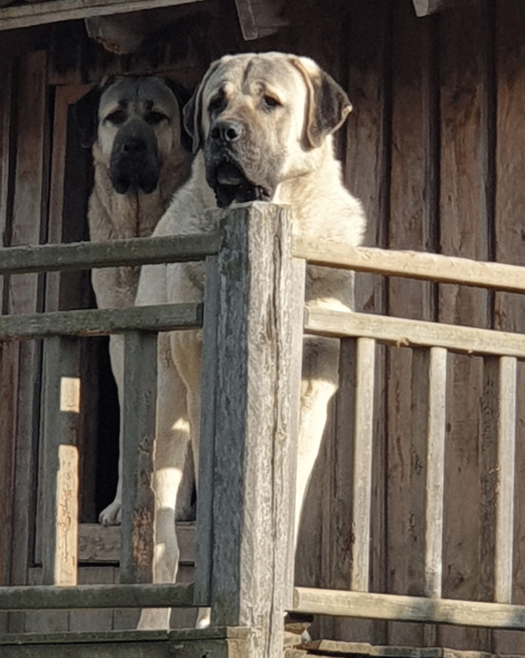 Are Kars Dog Aggressive