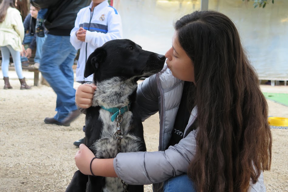SOS Pets Israel | אס.או.אס חיות | התנדבות עם כלבים וחתולים