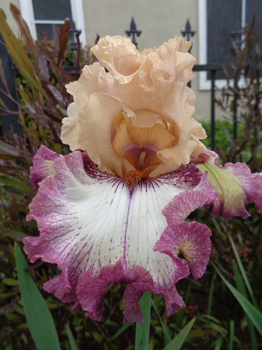 ALL BY DESIGN | Crazy Cat Lady Iris