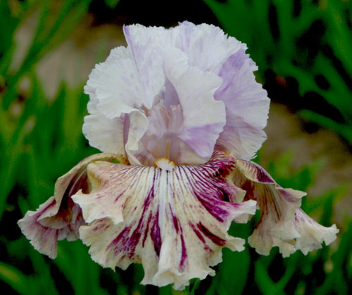 DIE LAUGHING | Crazy Cat Lady Iris