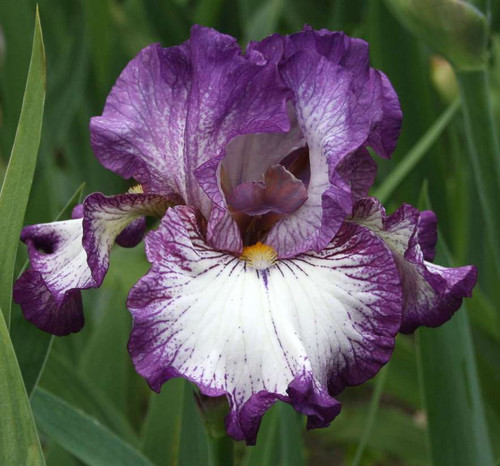 BERRY RIPPLE | Crazy Cat Lady Iris