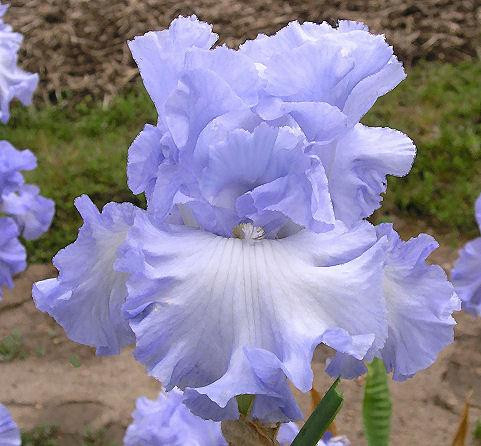 ABSOLUTE TREASURE | Crazy Cat Lady Iris