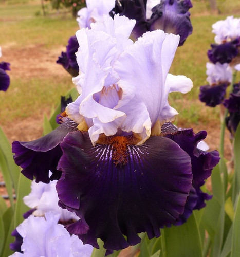 SEA OF DARKNESS | Crazy Cat Lady Iris