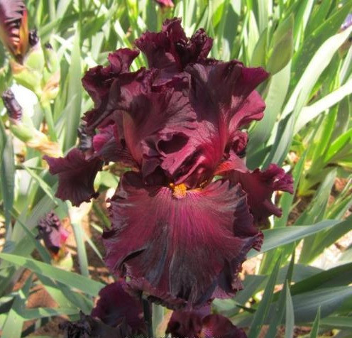 GRAND CLASSIC | Crazy Cat Lady Iris