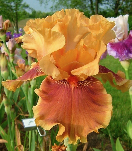 MANGO QUEEN | Crazy Cat Lady Iris