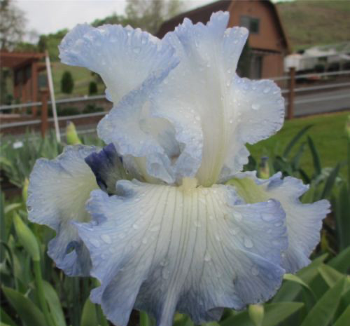 STAN COATES | Crazy Cat Lady Iris