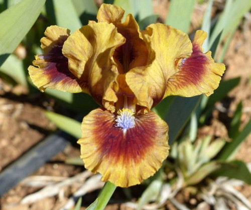 FEEL THE HEAT | Crazy Cat Lady Iris