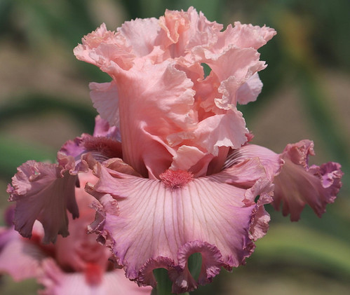 STRAWBERRY BLISS | Crazy Cat Lady Iris