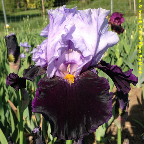 HABIT | Crazy Cat Lady Iris