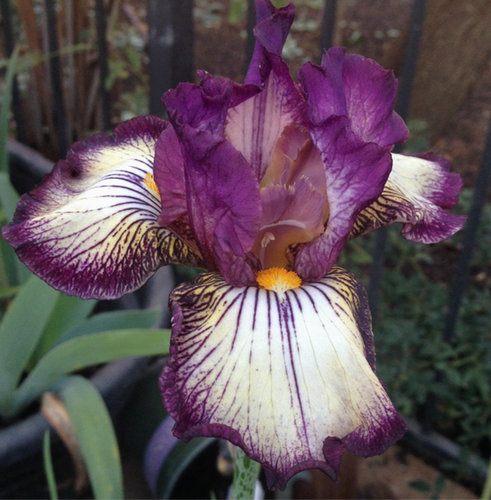HIGHWAY TO HEAVEN | Crazy Cat Lady Iris