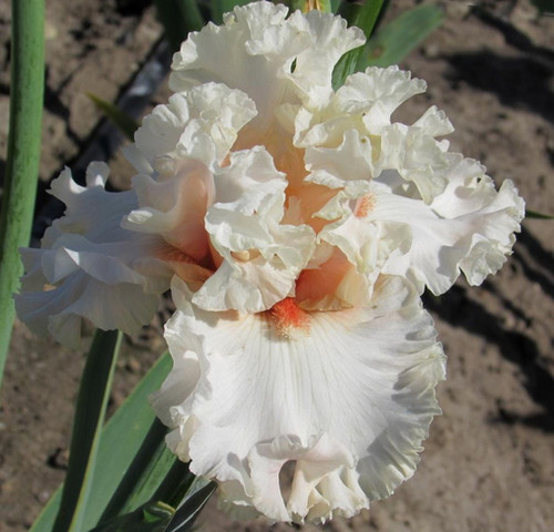 SOFT AND EASY | Crazy Cat Lady Iris