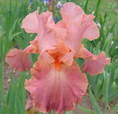 ROLE MODEL | Crazy Cat Lady Iris