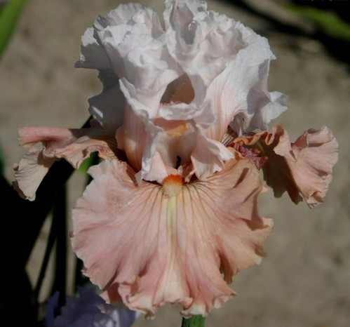 CUT TO ORDER | Crazy Cat Lady Iris