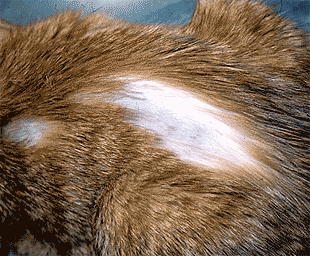 SINDROME DE HIPERESTESIA FELINA