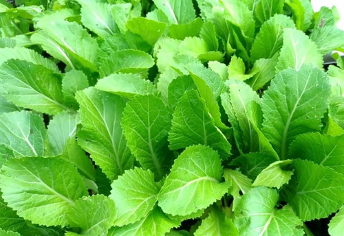 Mustard green seeds 1.5g (500 seeds) , self seeded perennial | Massage ...