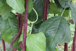 Bean (Red long bean) 30 seeds climbing productive | Zen Seed