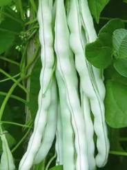 Bean (White short bean) 30 seeds climbing productive, can plant two ...