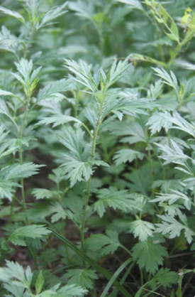 Mugwort (Artemisia vulgaris) 1000 seeds, perennial | Massage &Acupuncture